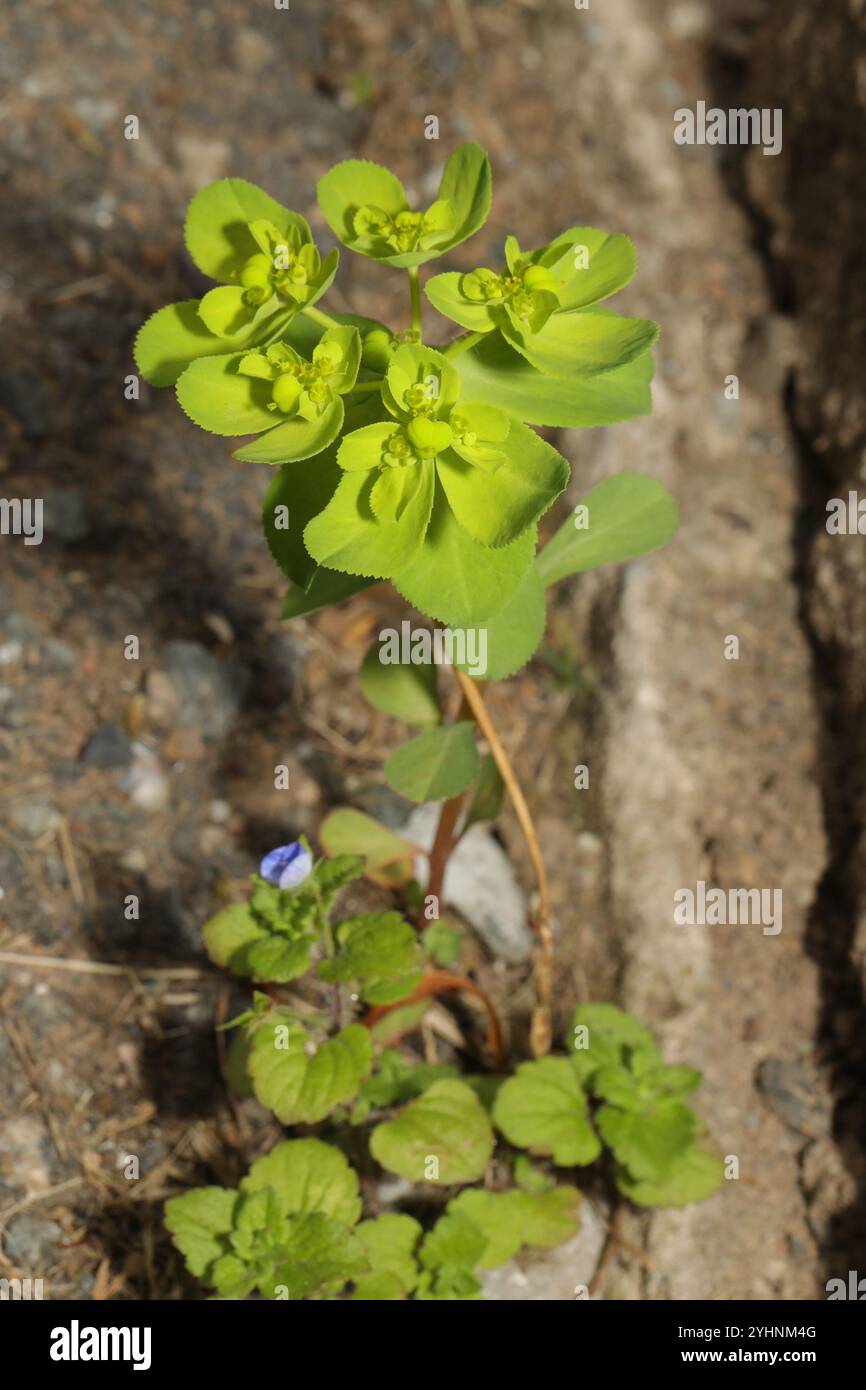 Sun spurge (Euphorbia helioscopia Stock Photo - Alamy