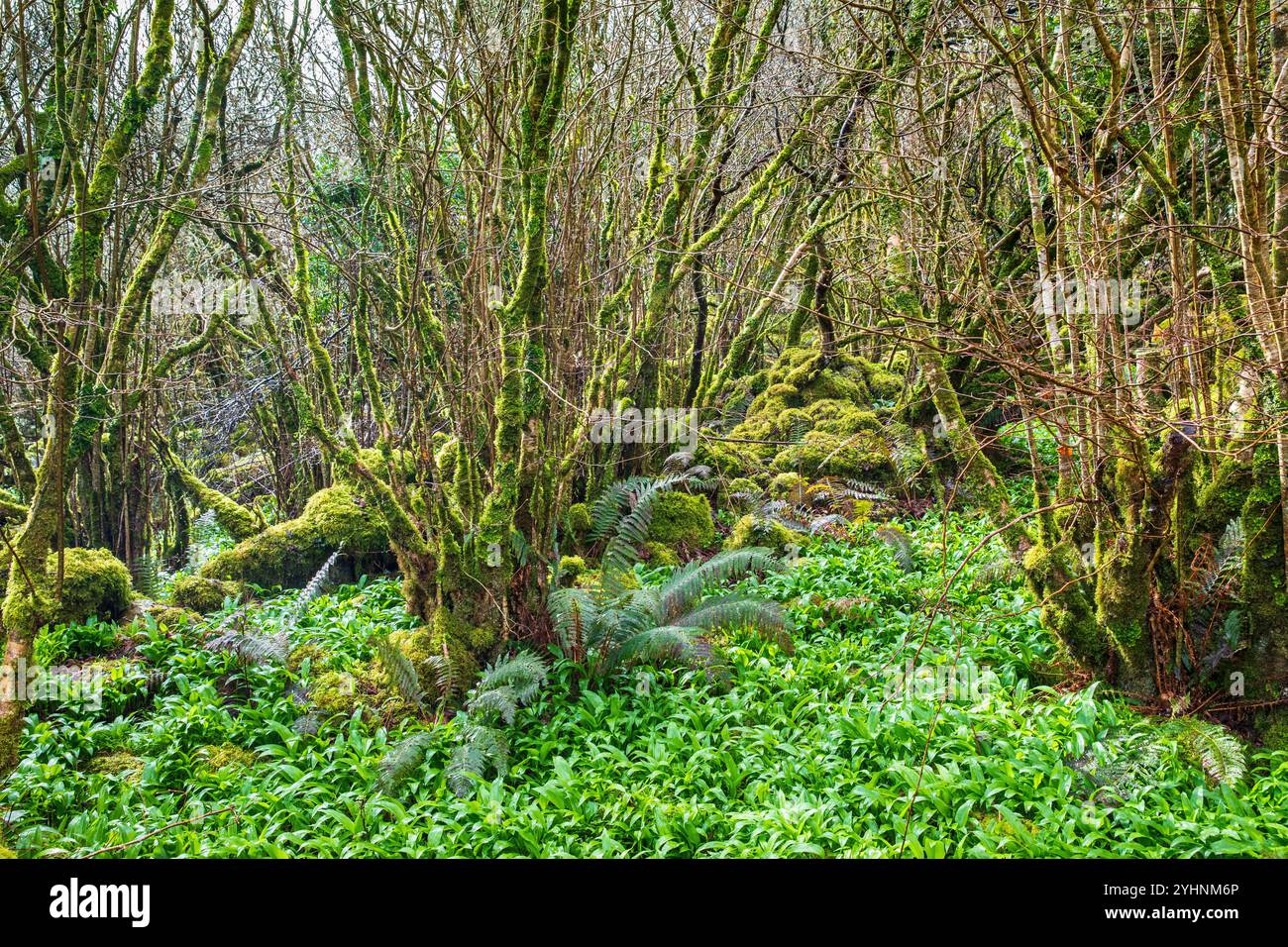Temperate ireland hi-res stock photography and images - Alamy