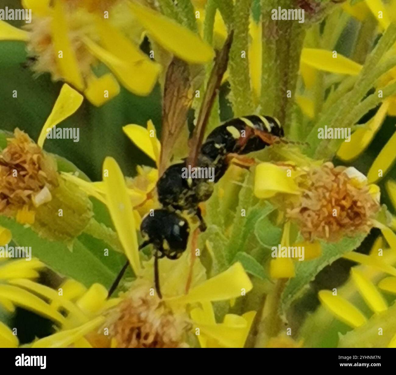 Square-headed Wasps, Sand Wasps, and Allies (Crabronidae Stock Photo ...