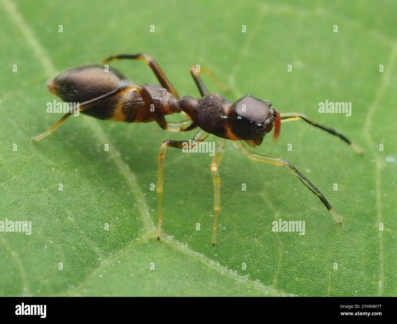 Slender Ant-mimic Jumping Spider (Synemosyna formica Stock Photo - Alamy