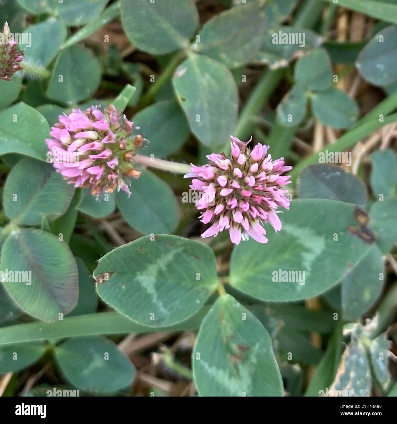 Strawberry clover (Trifolium fragiferum Stock Photo - Alamy
