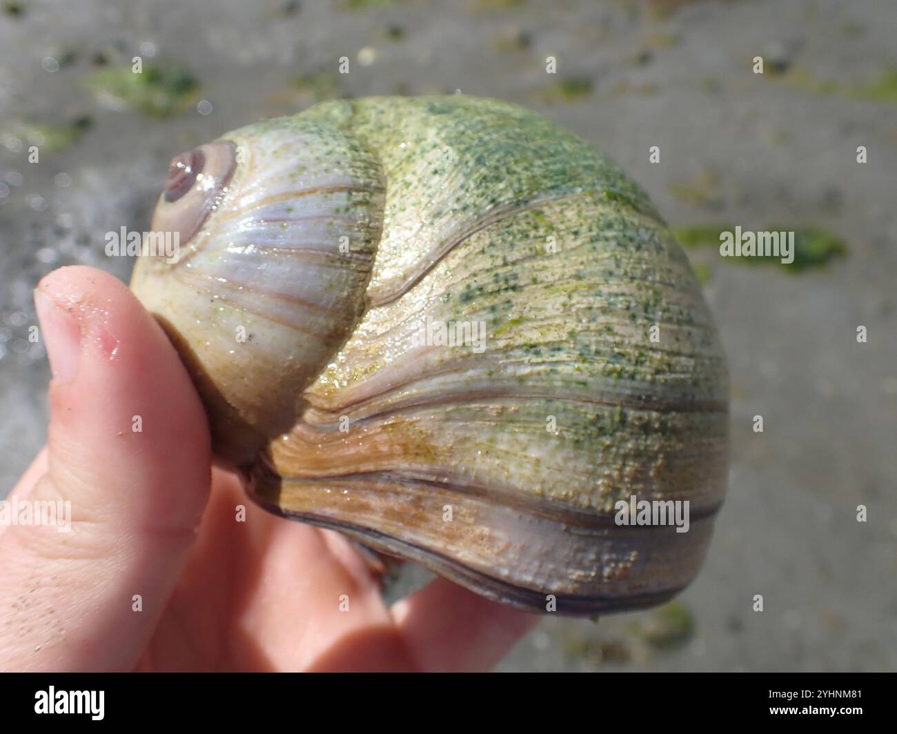Lewis's Moon Snail (Neverita lewisii Stock Photo - Alamy