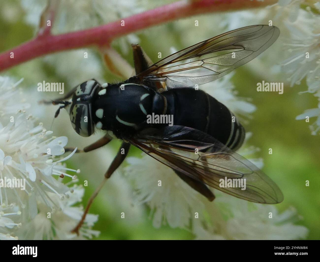 Bald-faced Hornet Fly (Spilomyia fusca Stock Photo - Alamy
