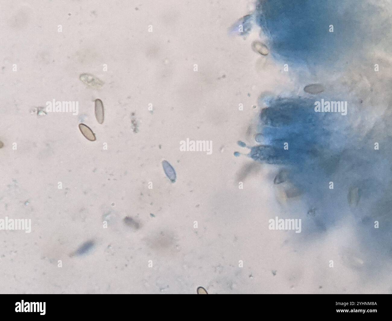 Caloboletus hi-res stock photography and images - Alamy