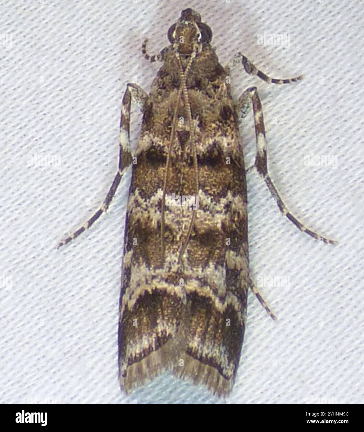 Southern Pine Coneworm Moth (Dioryctria amatella Stock Photo - Alamy