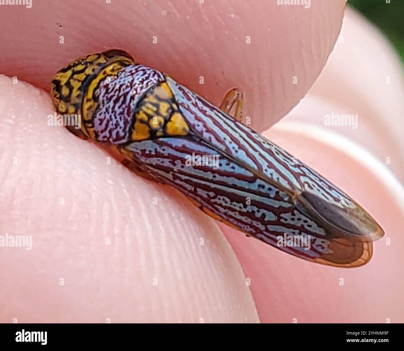 Black-winged Sharpshooter (Oncometopia nigricans Stock Photo - Alamy