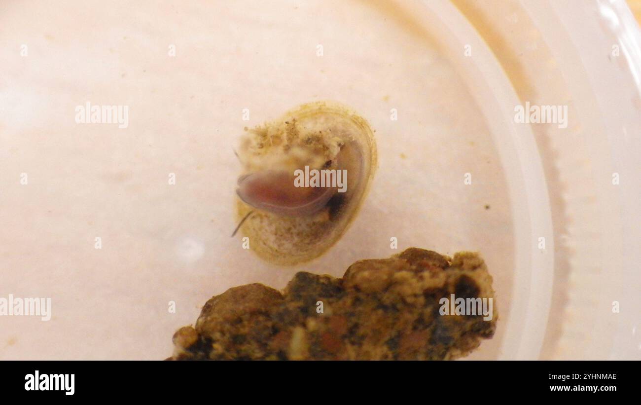 Ancylinae hi-res stock photography and images - Alamy