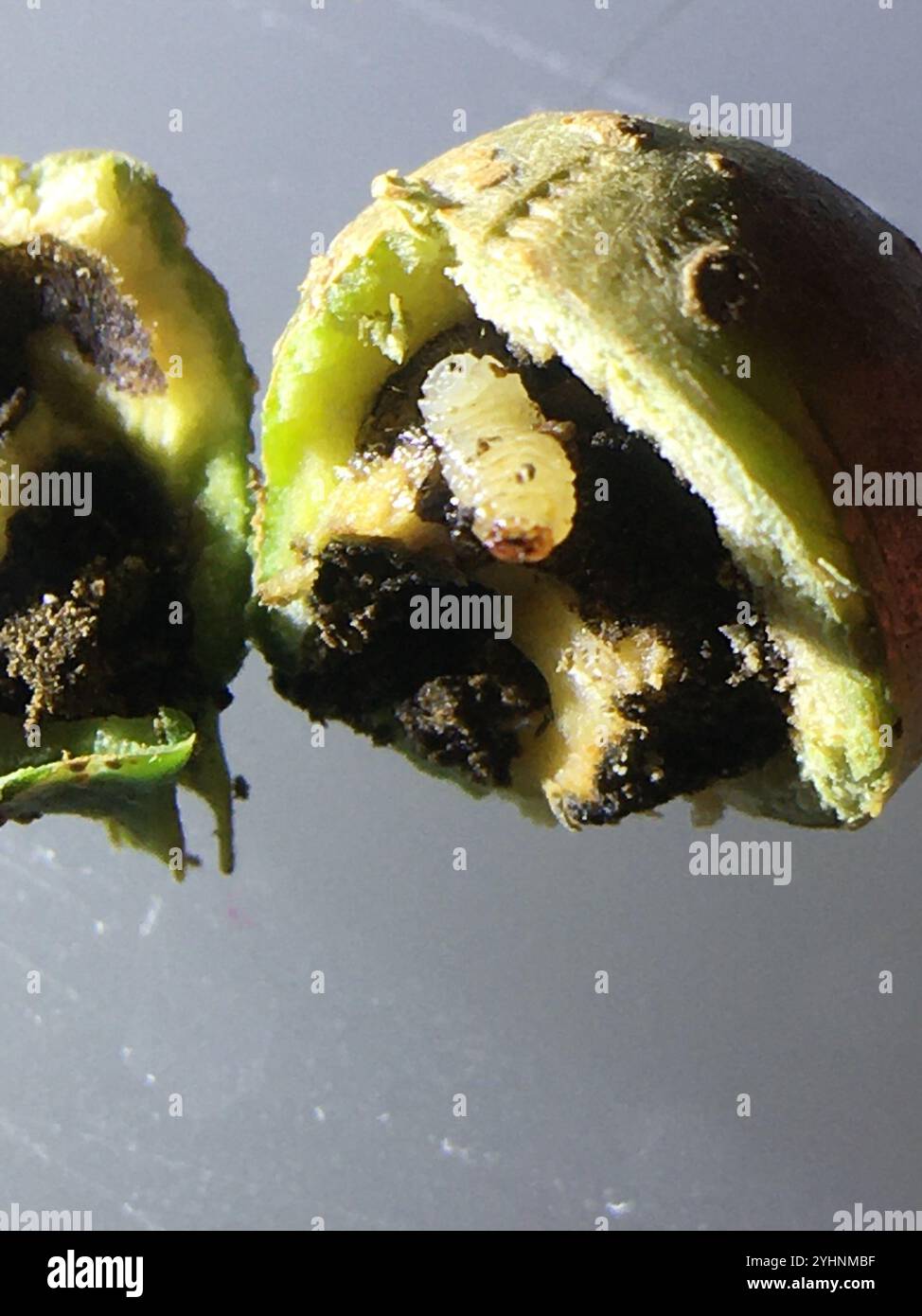 Hackberry Petiole Gall Psyllid (Pachypsylla venusta Stock Photo - Alamy