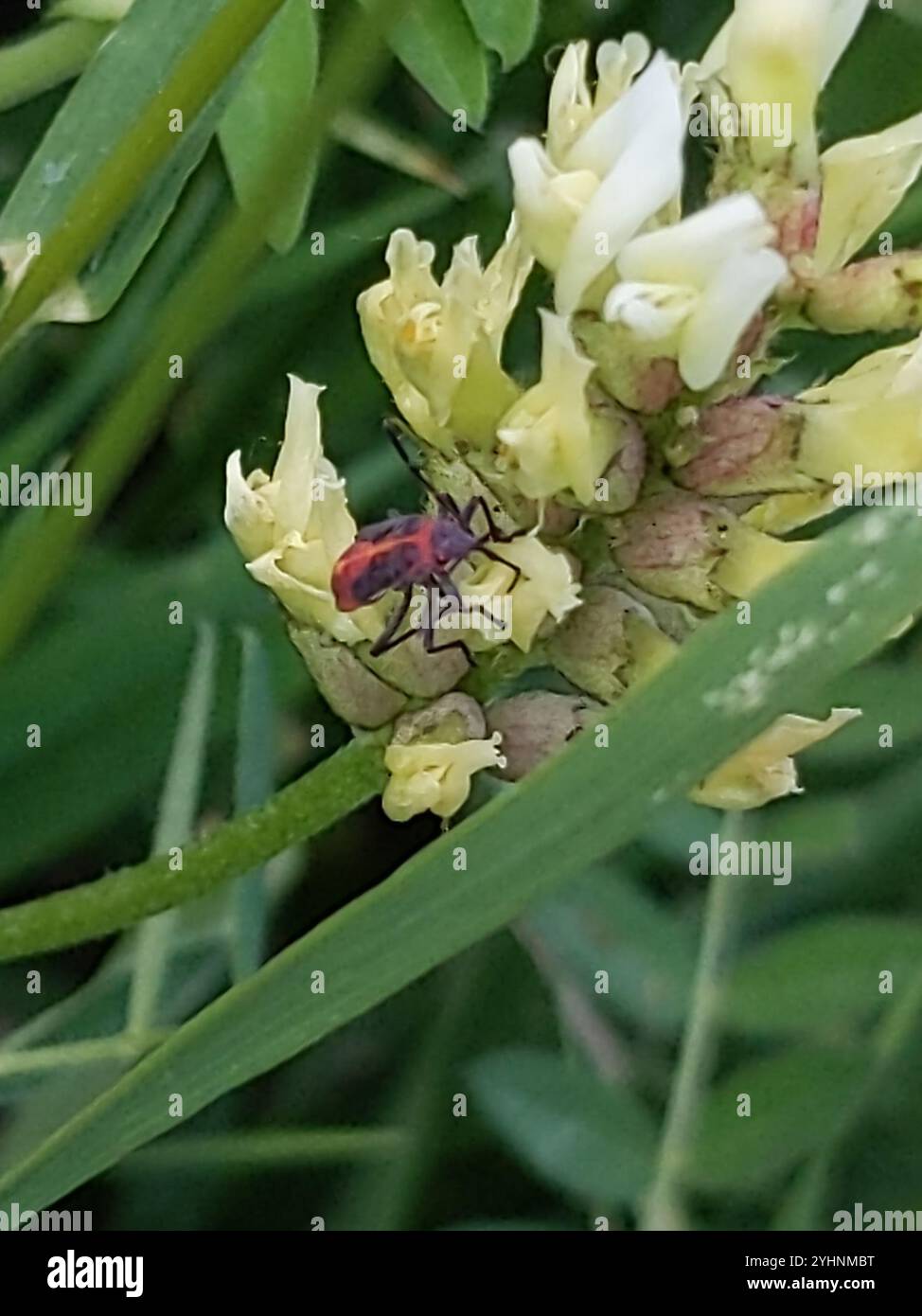 Eastern Boxelder Bug (Boisea trivittata Stock Photo - Alamy