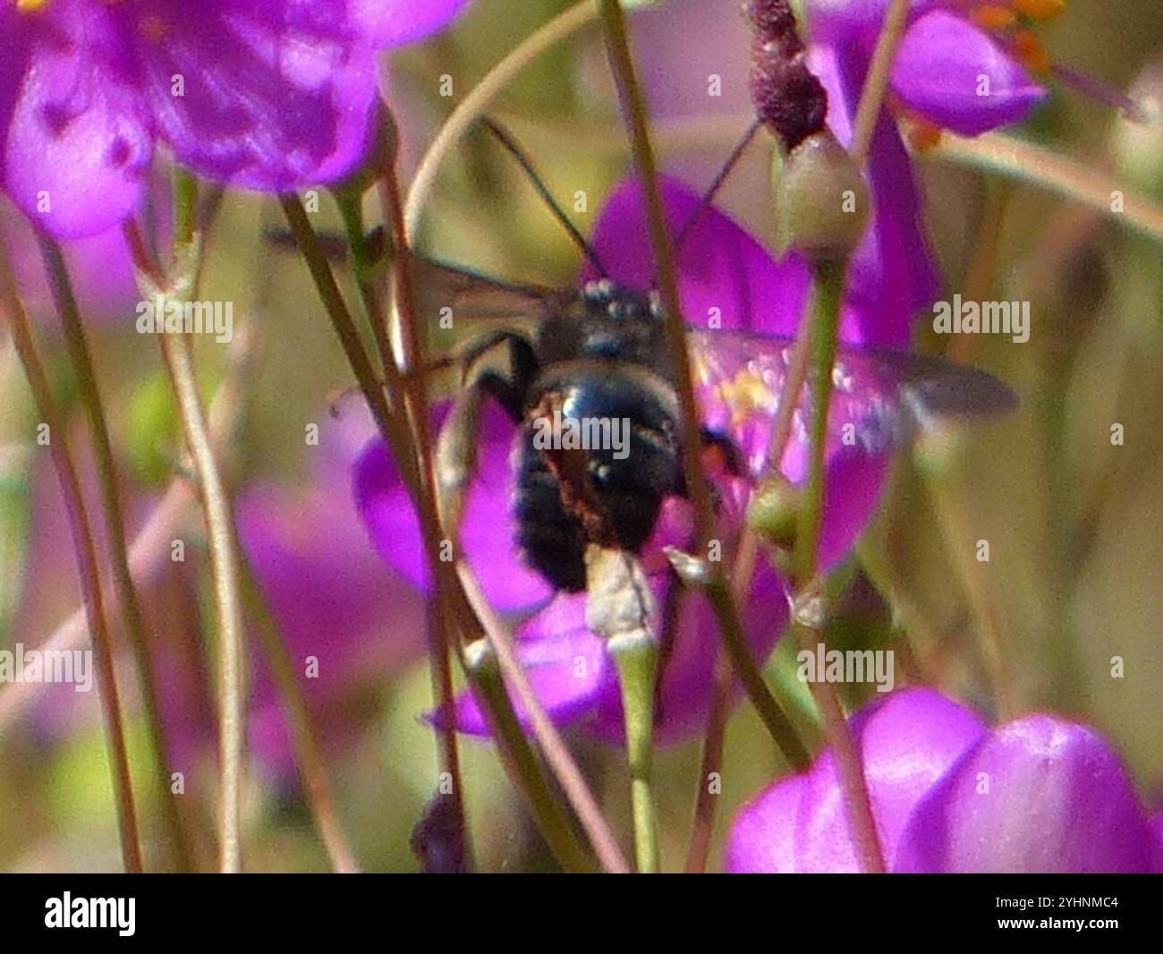 Melissodes bimaculatus hi-res stock photography and images - Alamy