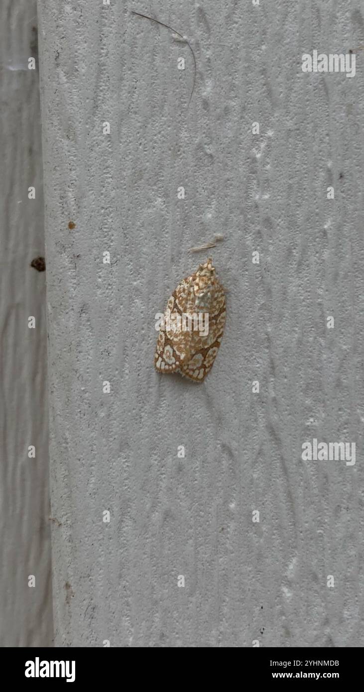 Yellow-winged Oak Leafroller Moth (Argyrotaenia quercifoliana Stock ...