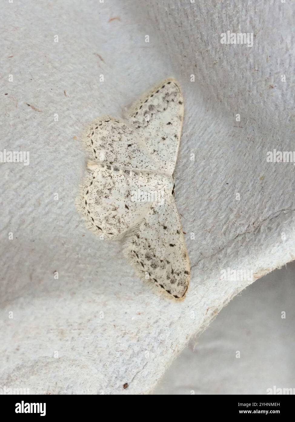 Mullein wave hi-res stock photography and images - Alamy