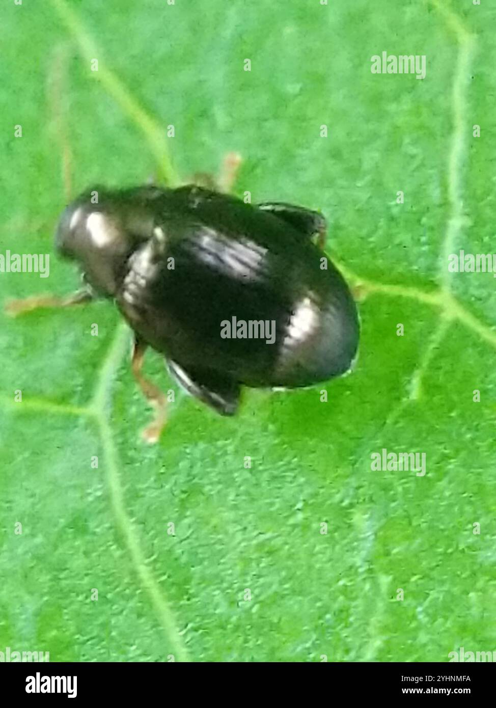 Flea Beetles (Alticini Stock Photo - Alamy