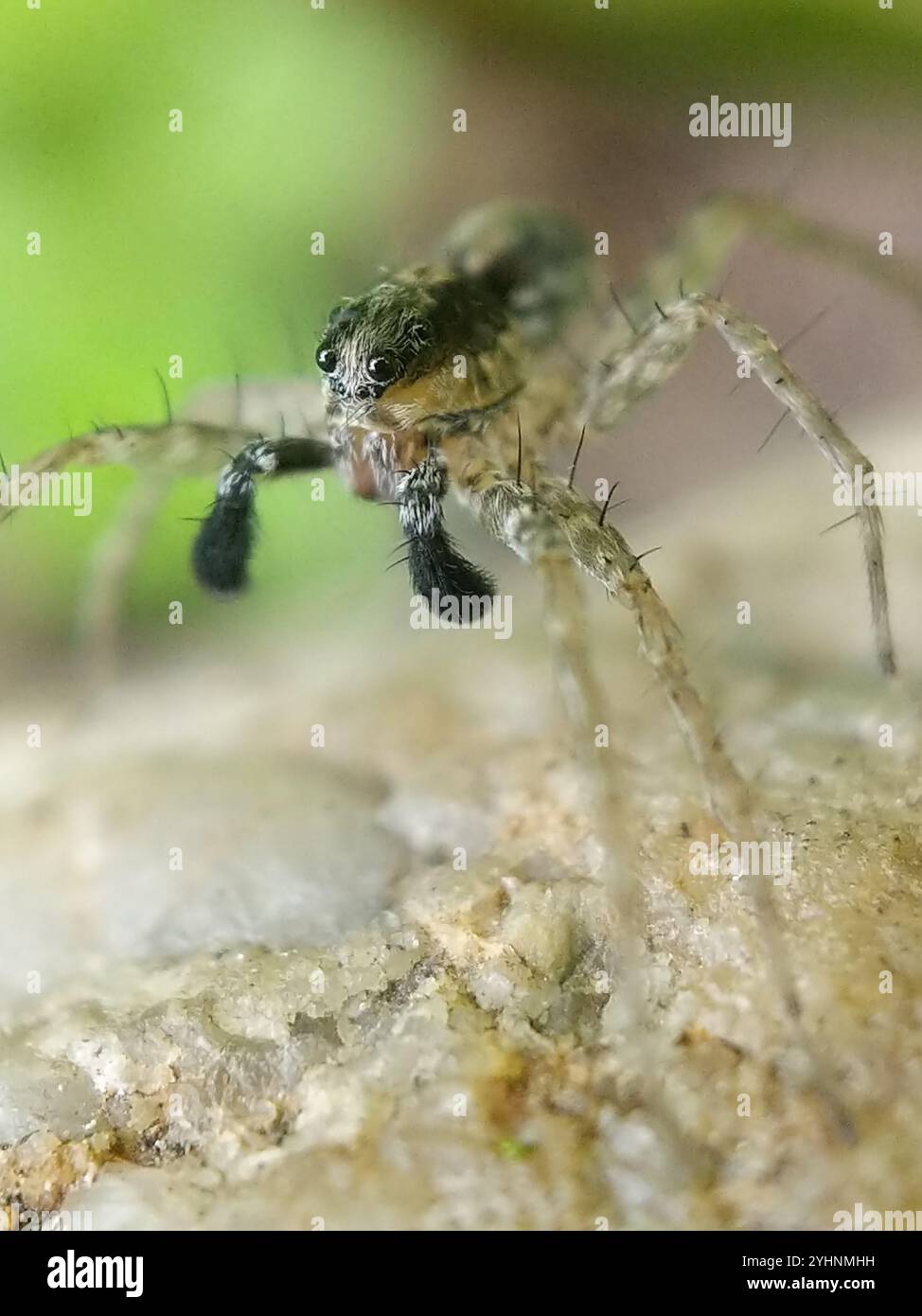 Thin-legged Wolf Spiders (Pardosa Stock Photo - Alamy