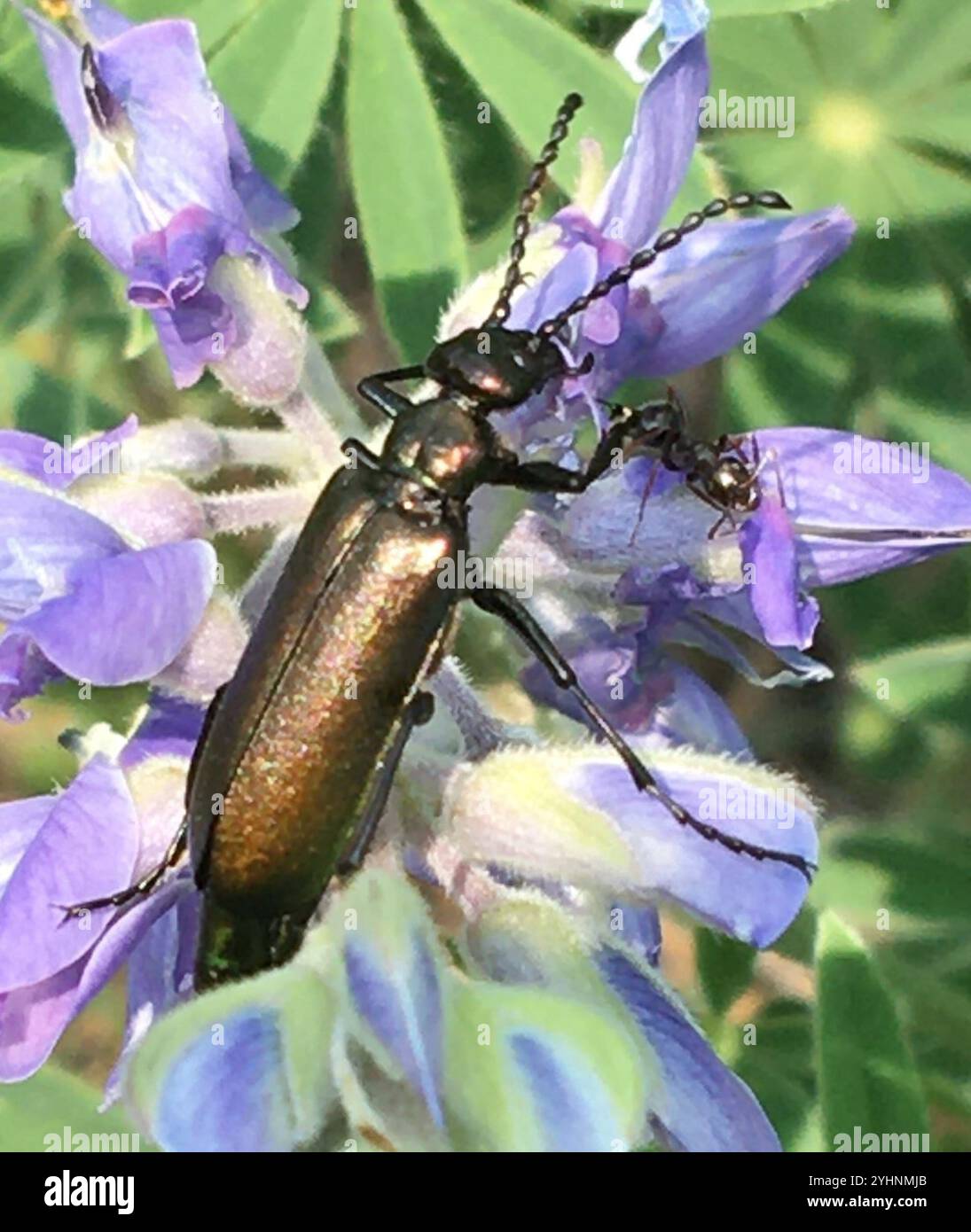 Nuttall's blister beetle hi-res stock photography and images - Alamy