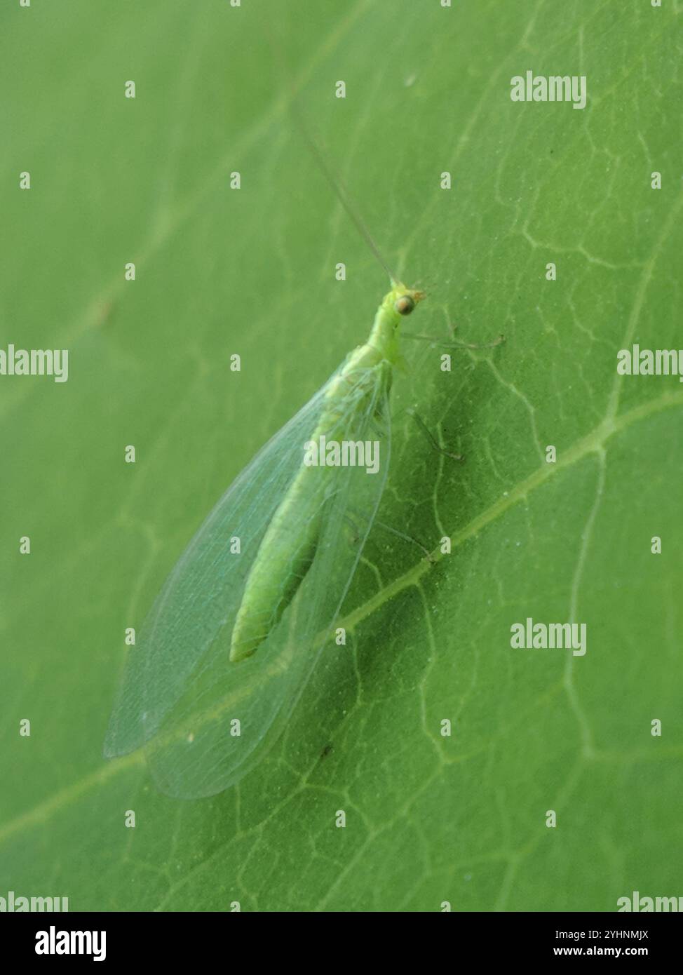 common green lacewings (Chrysoperla Stock Photo - Alamy