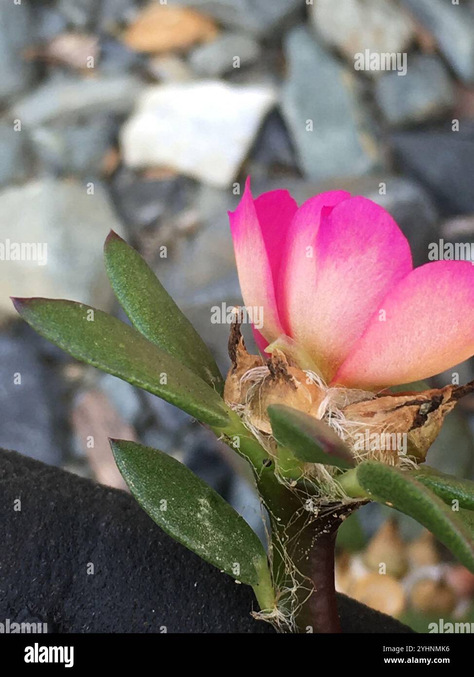 Paraguayan Purslane (Portulaca amilis Stock Photo - Alamy