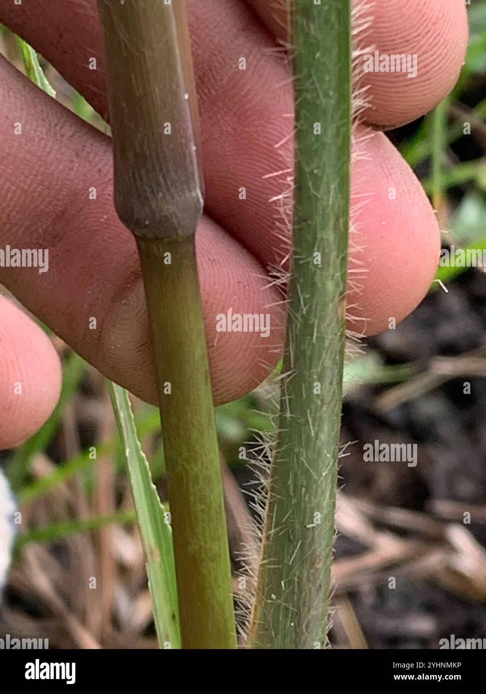 Walter's barnyard grass (Echinochloa walteri Stock Photo - Alamy