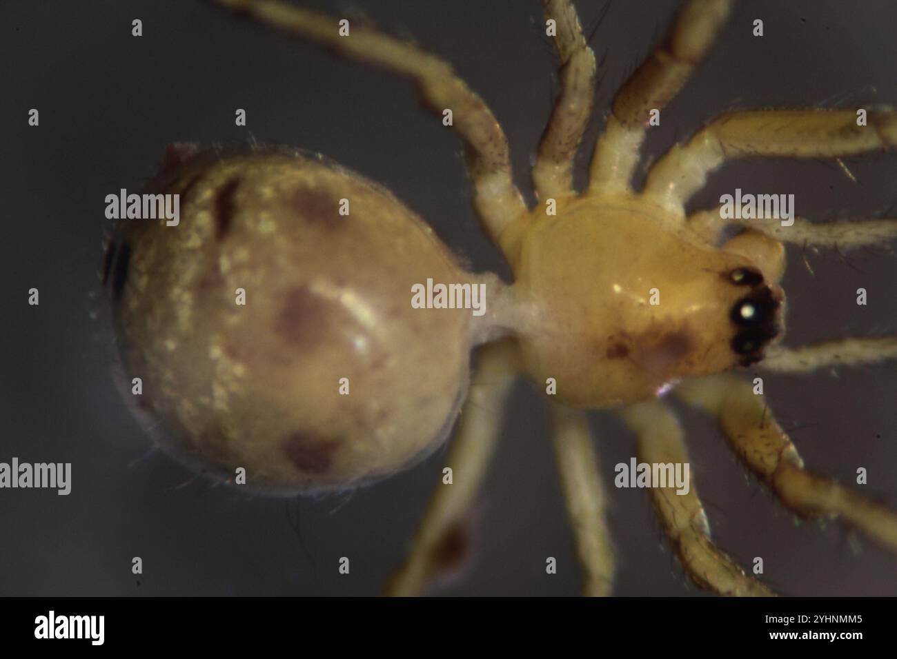 Comb-footed Spiders (Theridiidae Stock Photo - Alamy