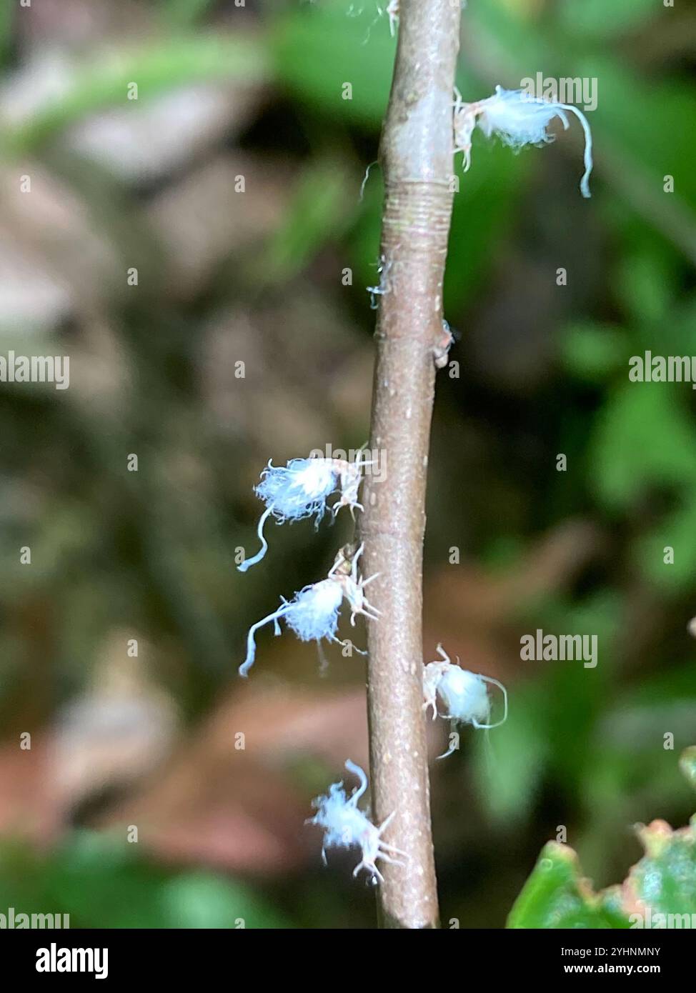Beech Blight Aphid (Grylloprociphilus imbricator Stock Photo - Alamy