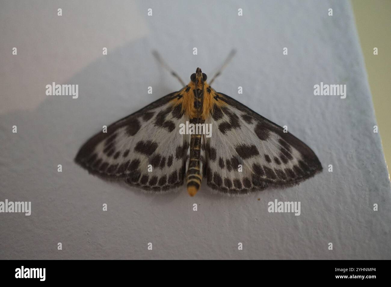 Small Magpie (Anania hortulata Stock Photo - Alamy