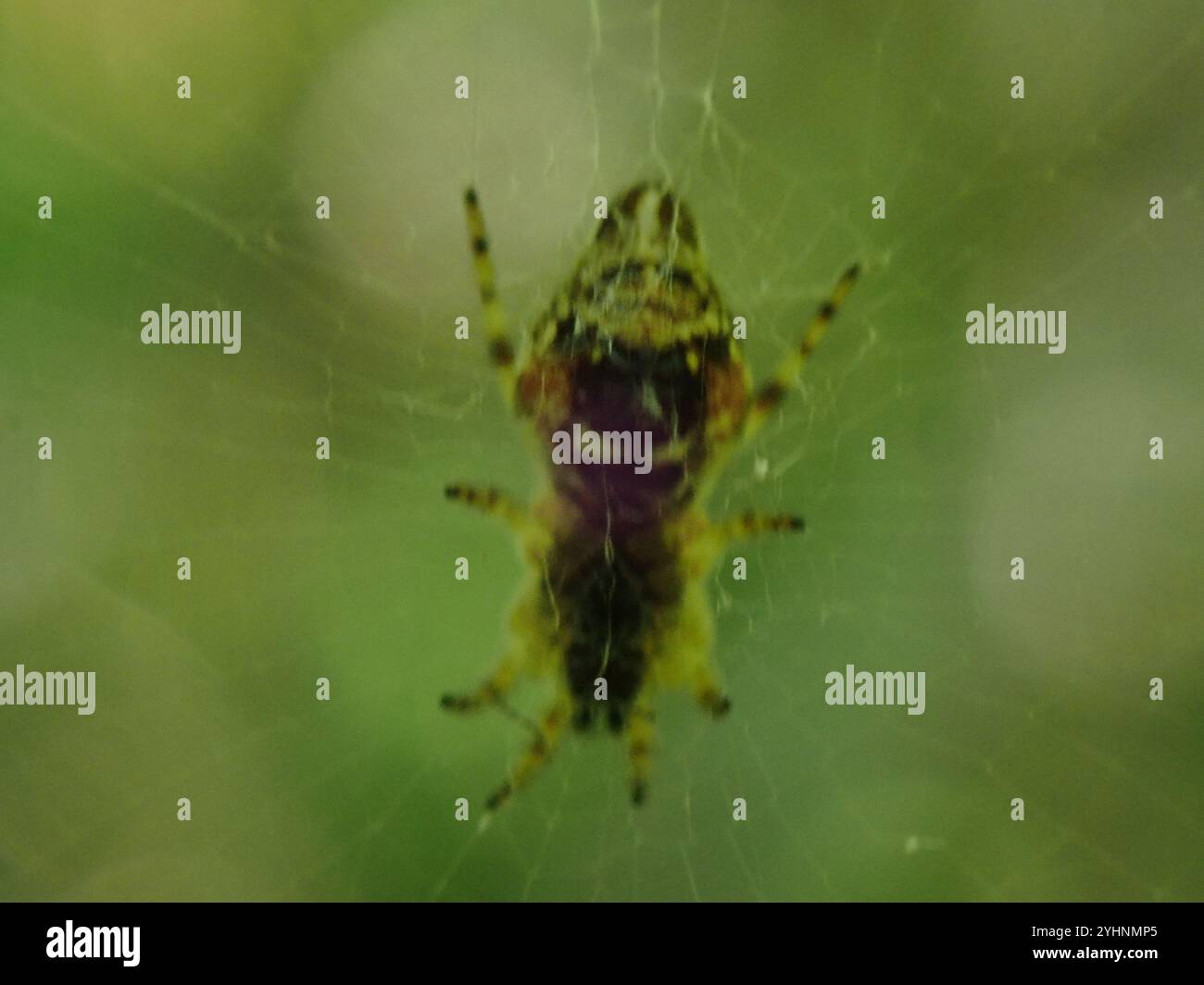 Conical Trashline Orbweaver (Cyclosa conica Stock Photo - Alamy