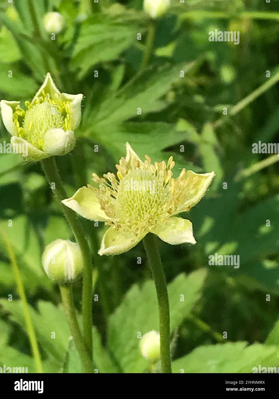 tall thimbleweed (Anemone virginiana Stock Photo - Alamy