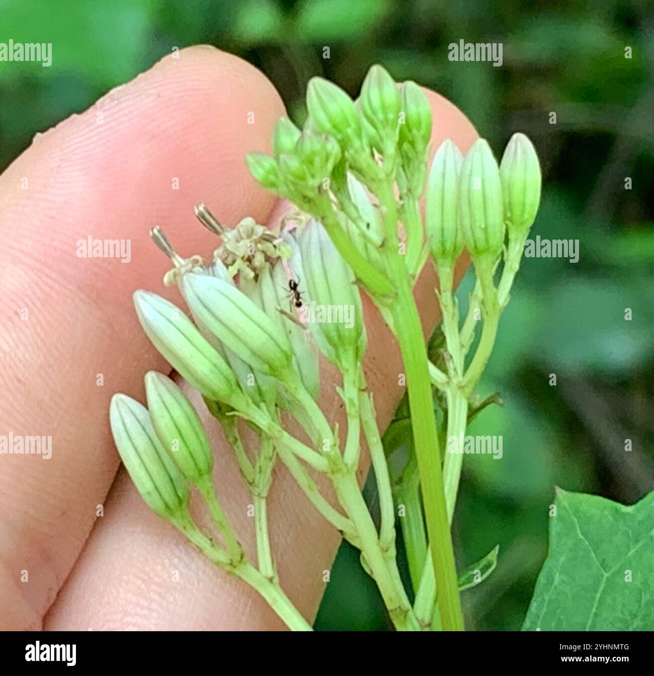 pale Indian plantain (Arnoglossum atriplicifolium Stock Photo - Alamy