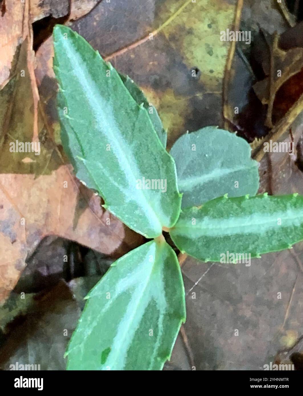 striped wintergreen (Chimaphila maculata Stock Photo - Alamy
