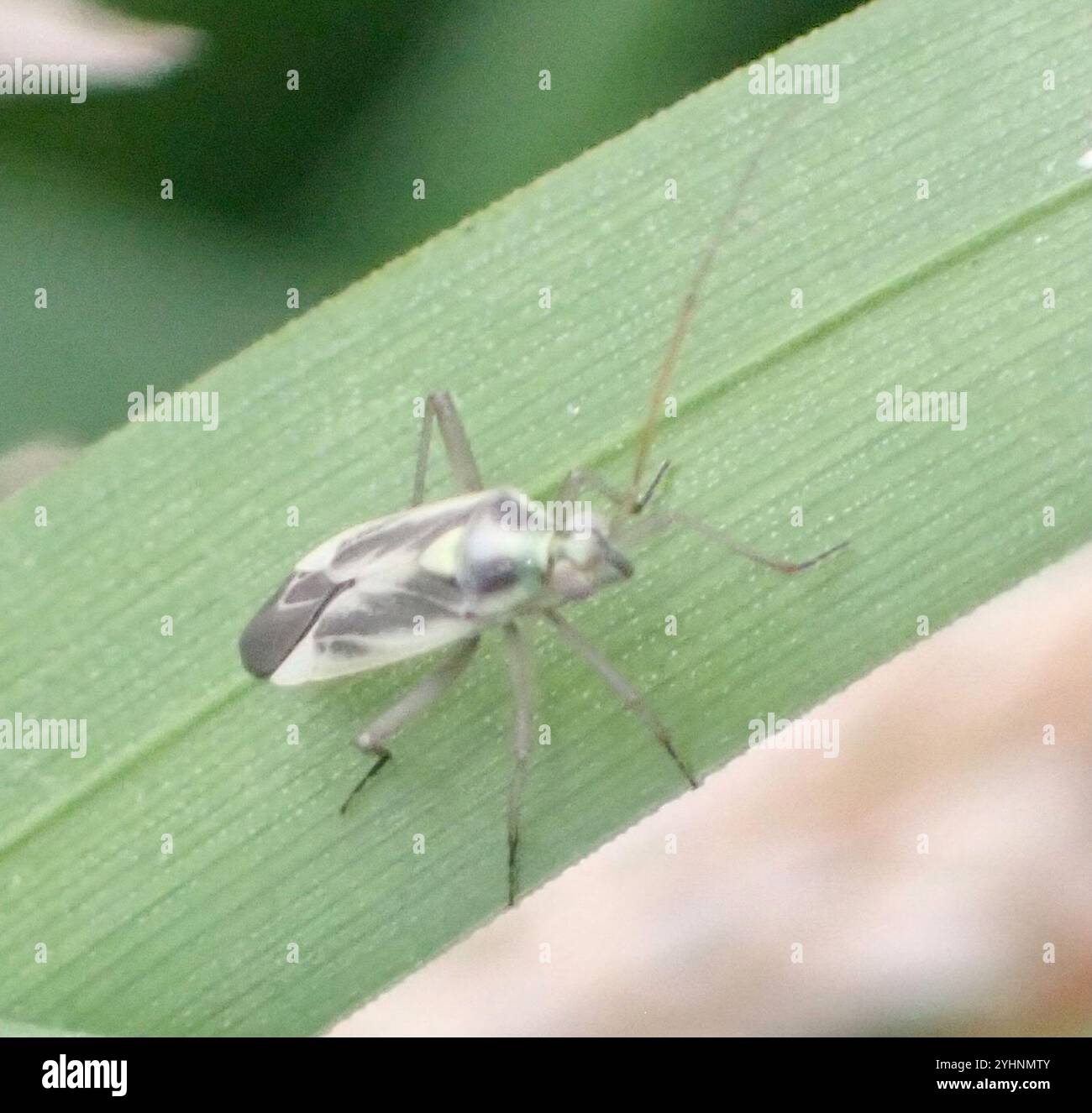 Two-spotted Grass Bug (Stenotus binotatus Stock Photo - Alamy