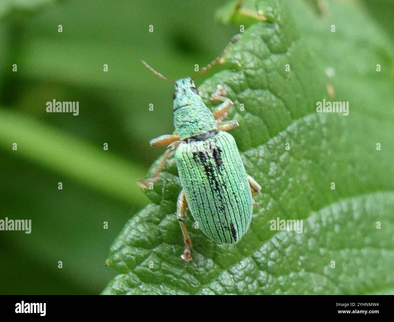Green Immigrant Leaf Weevil (Polydrusus formosus Stock Photo - Alamy