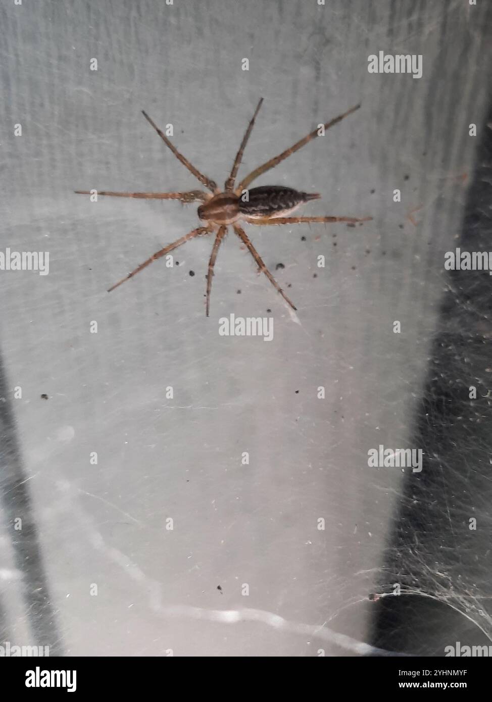 Grass Spiders (Agelenopsis Stock Photo - Alamy