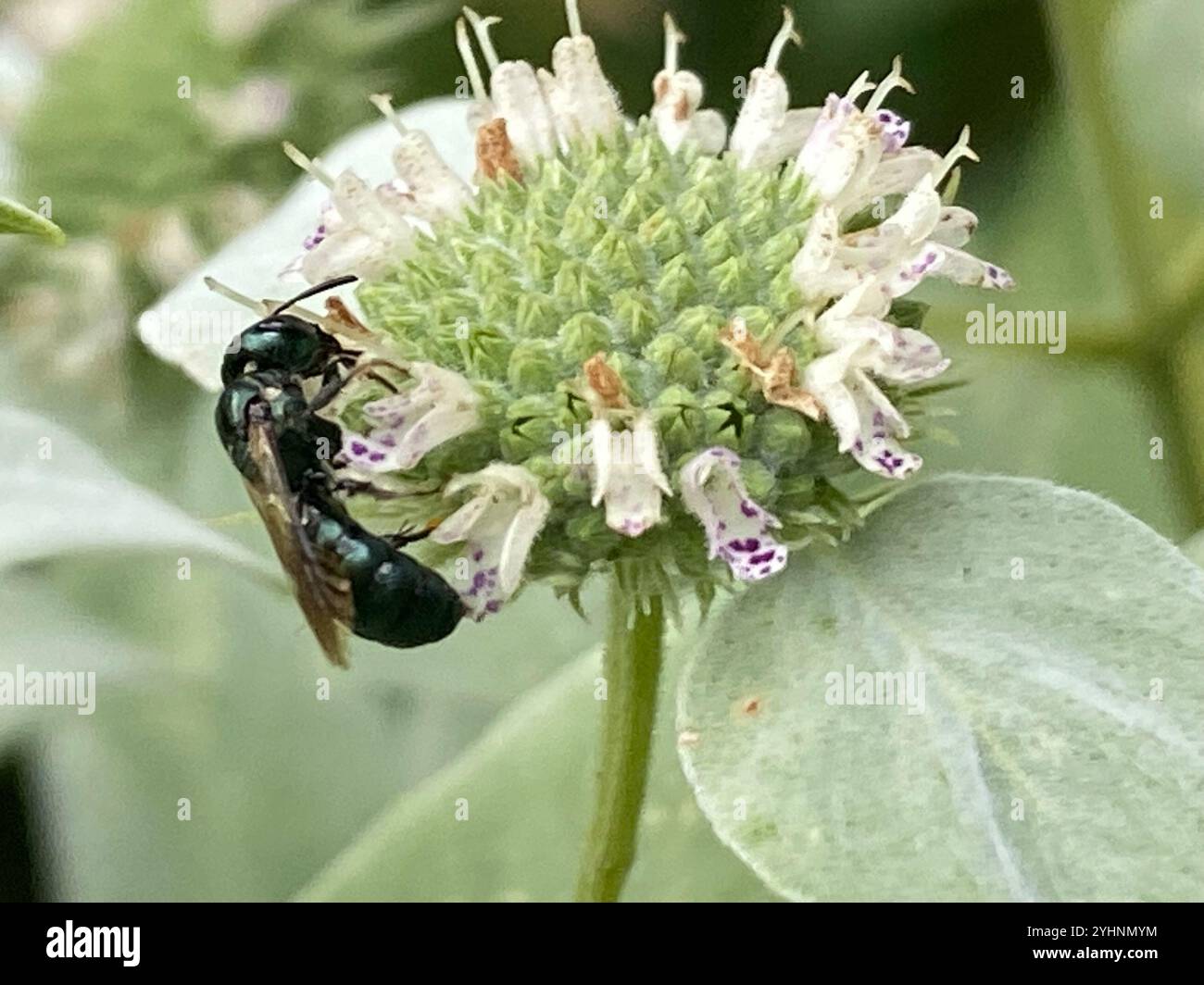 Small Carpenter Bees (Ceratina Stock Photo - Alamy