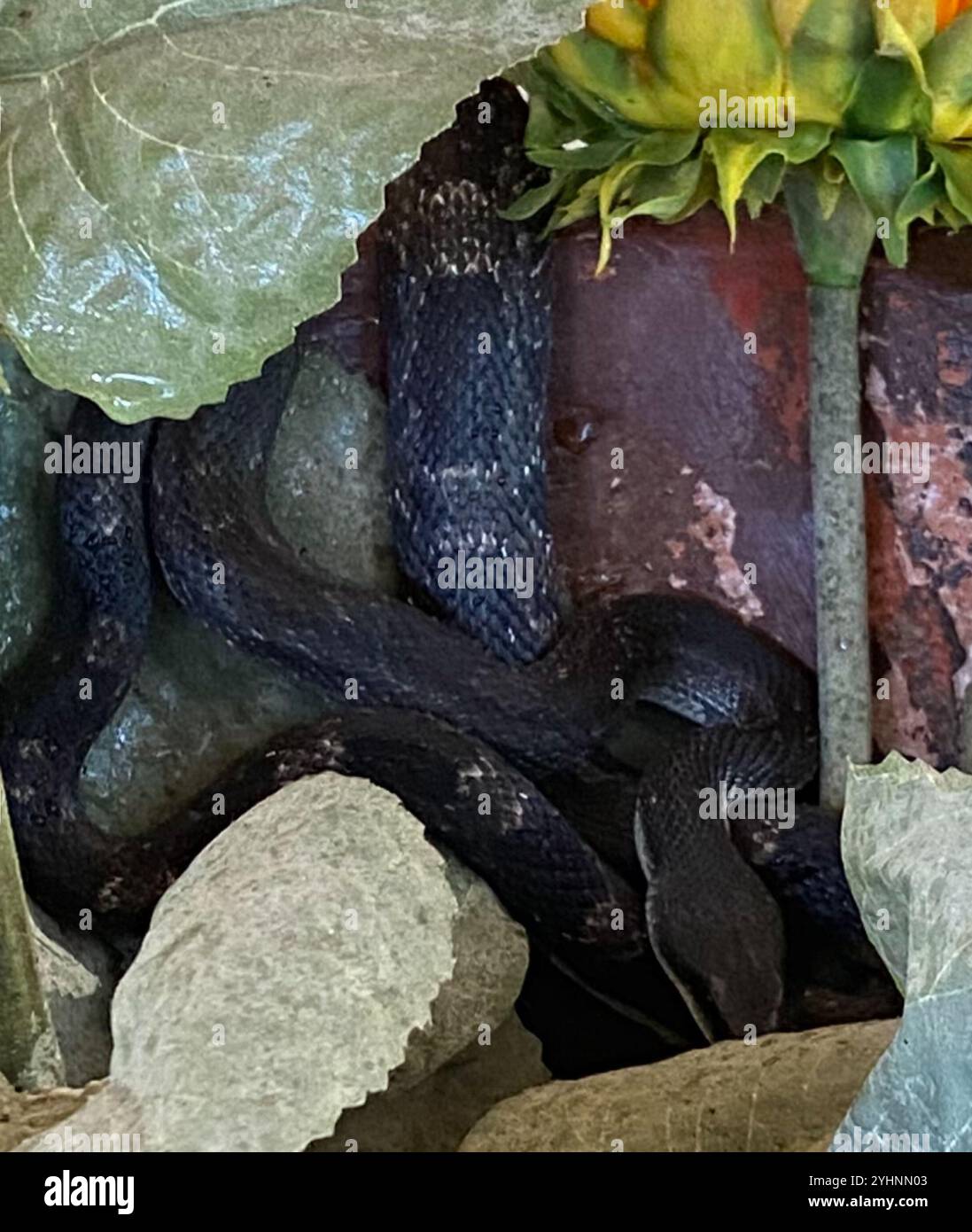 Western Ratsnake (Pantherophis obsoletus Stock Photo - Alamy
