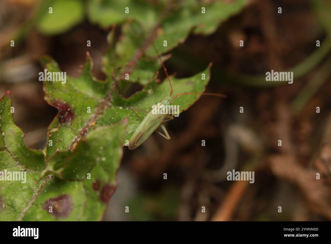 Rice Leaf Bug (Trigonotylus caelestialium Stock Photo - Alamy