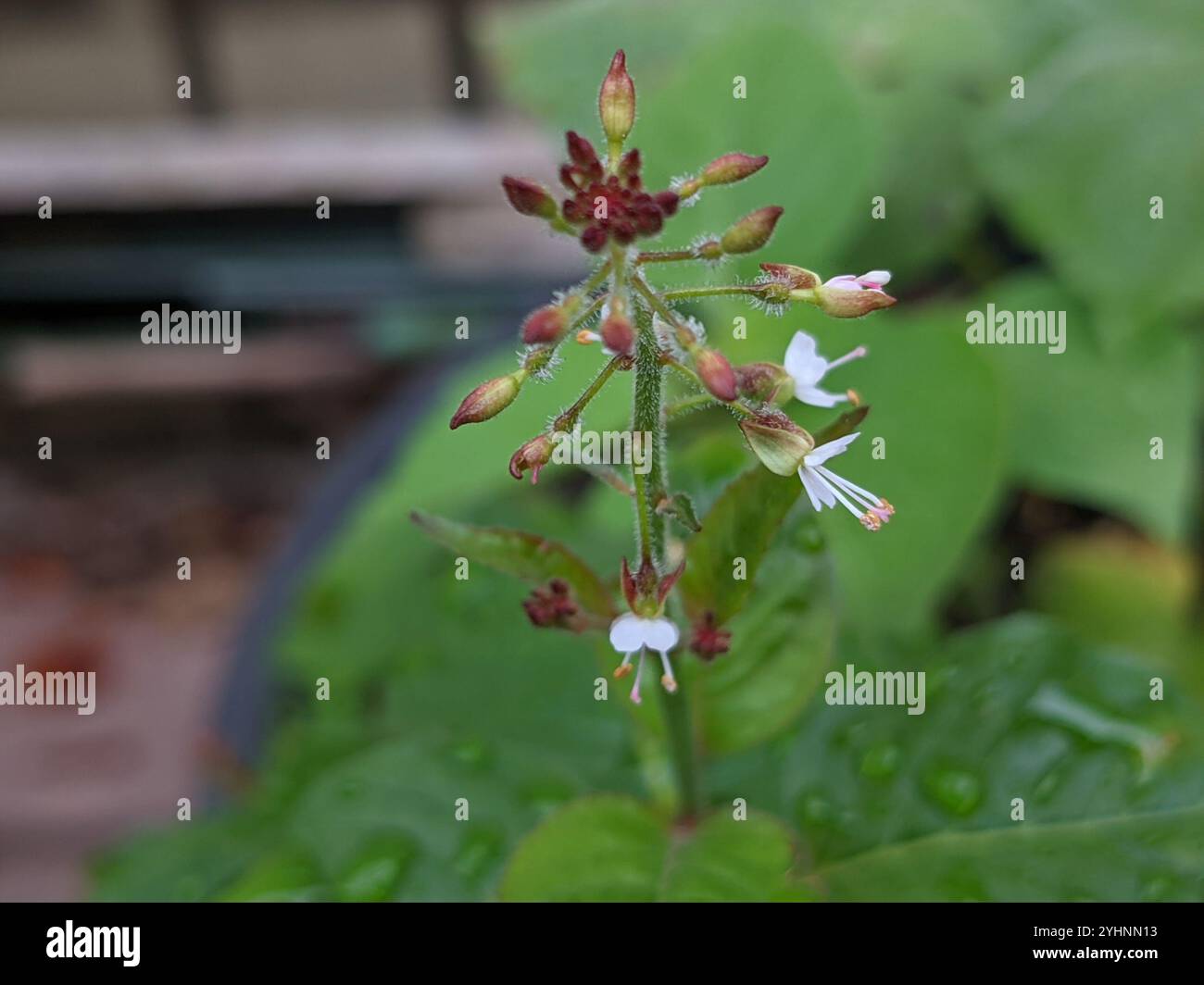enchanter's-nightshade (Circaea lutetiana Stock Photo - Alamy