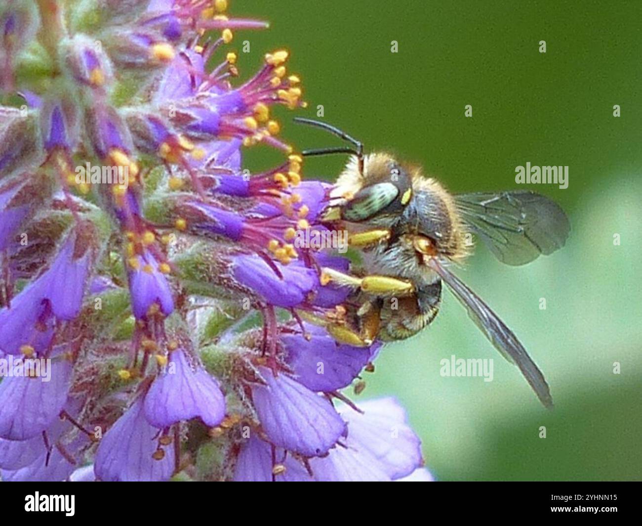 Anthidium oblongatum hi-res stock photography and images - Alamy