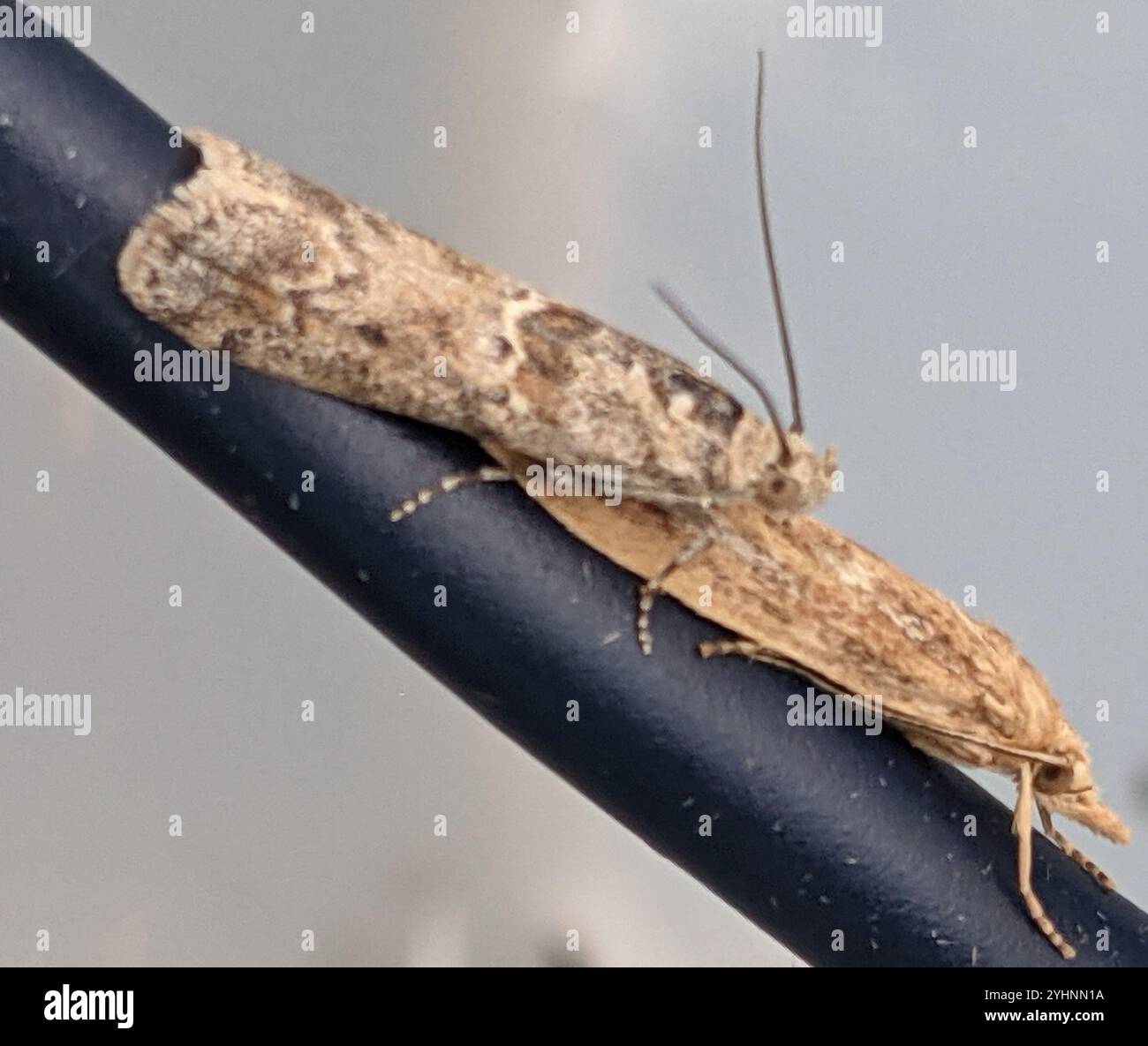 Sugarbeet Crown Borer Moth (Ancylosis undulatella Stock Photo - Alamy