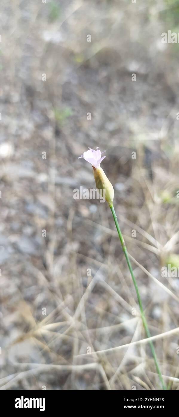 Proliferous Pink (Petrorhagia prolifera Stock Photo - Alamy