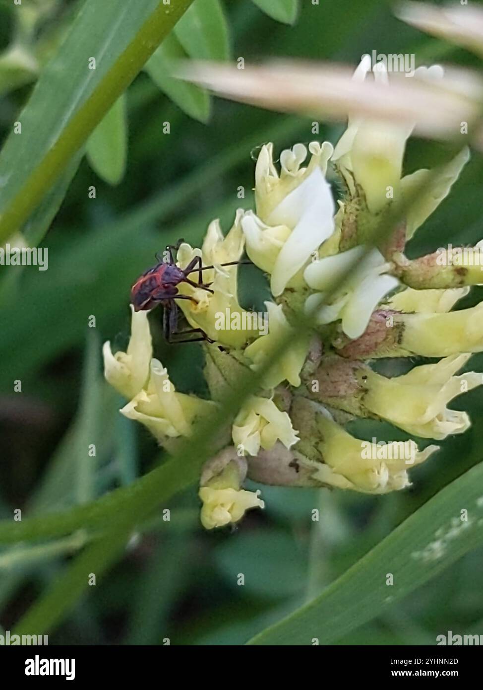 Eastern Boxelder Bug (Boisea trivittata Stock Photo - Alamy