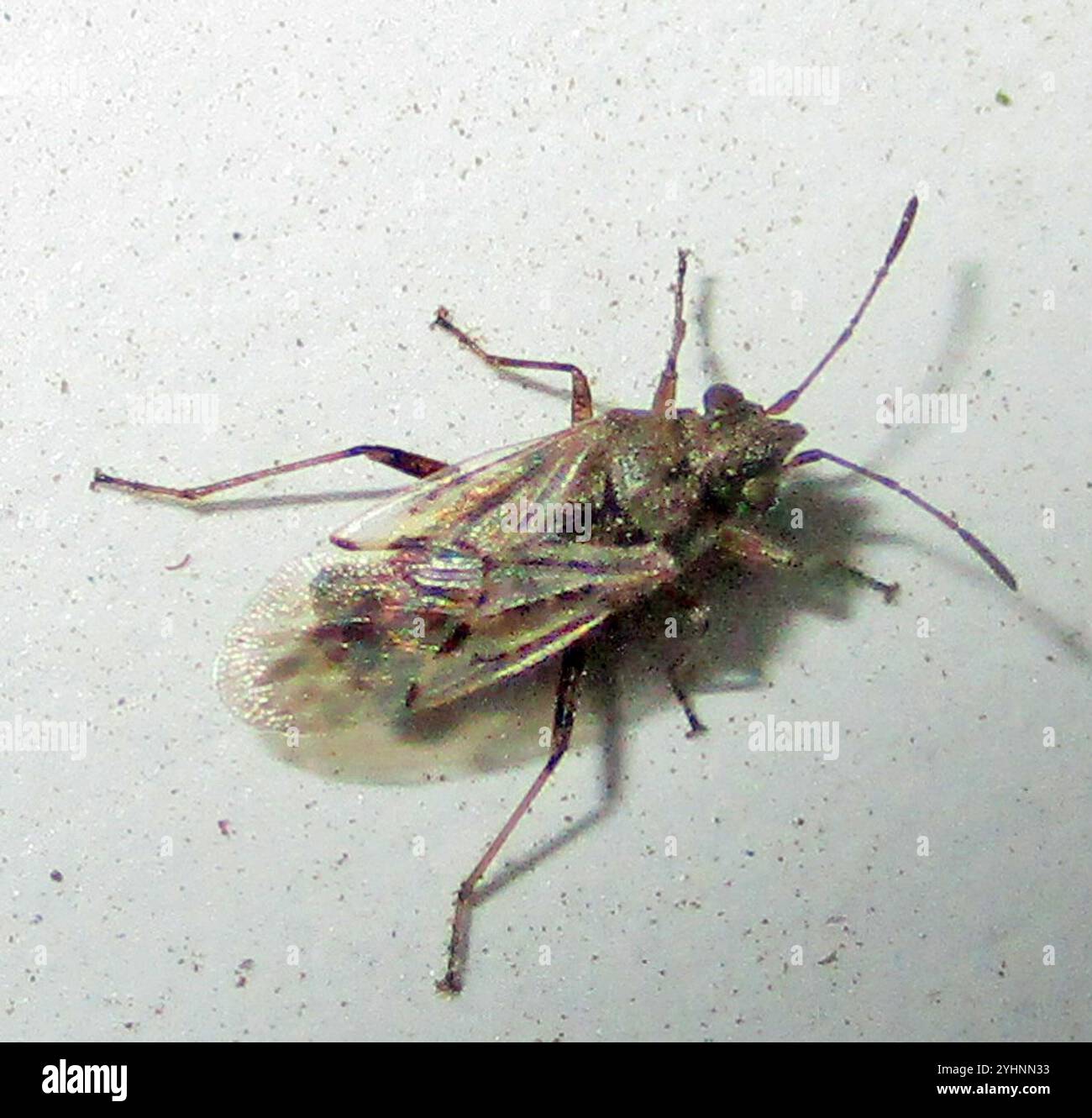 False chinch bugs (Nysius Stock Photo - Alamy