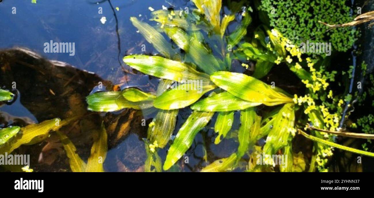 Northern Pondweed (Potamogeton alpinus Stock Photo - Alamy