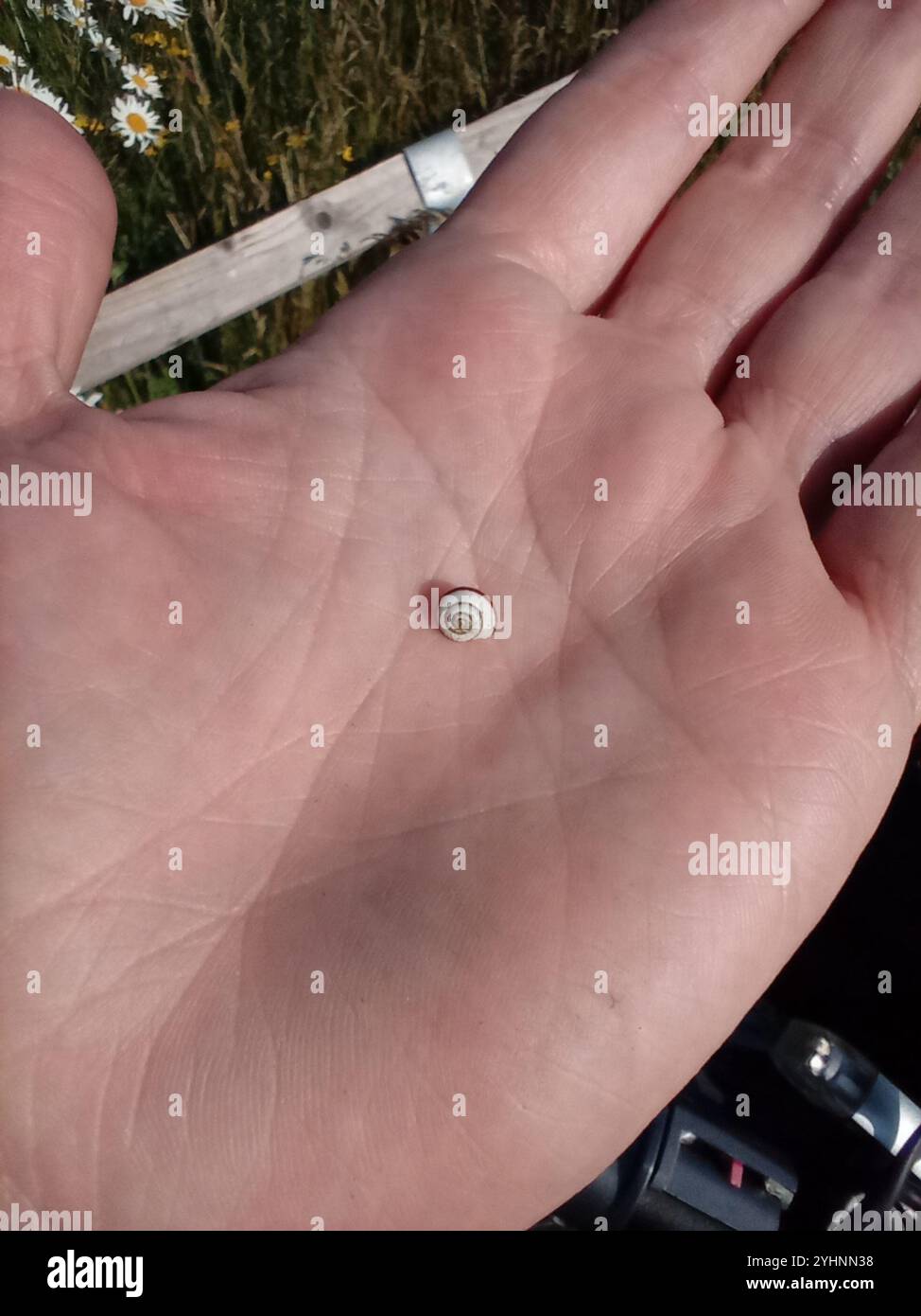 Heath snail hi-res stock photography and images - Alamy