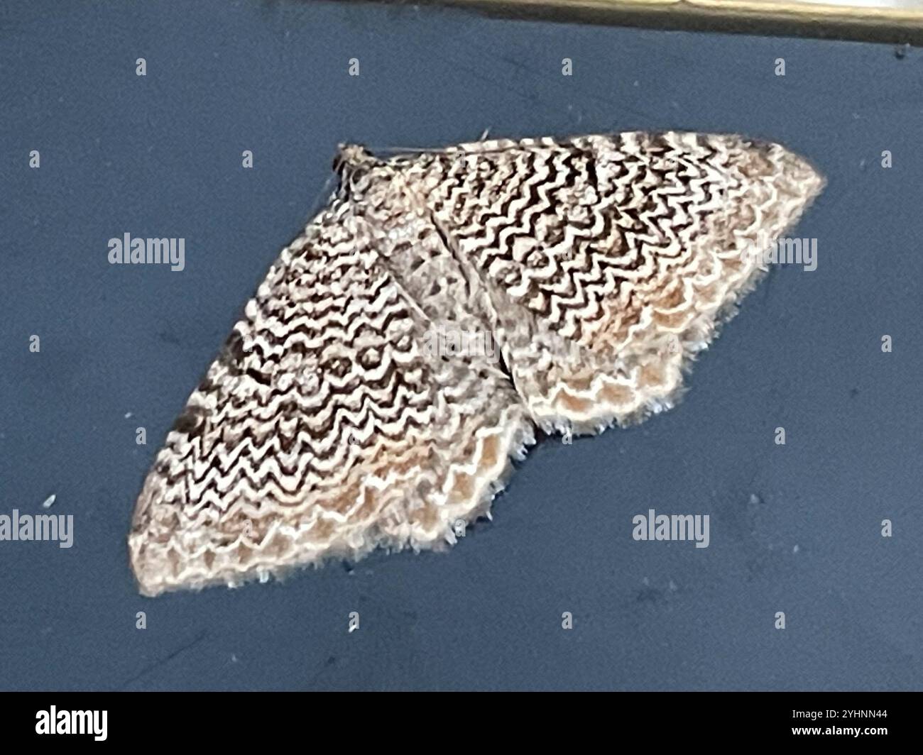 Scallop Shell Moths (Hydria undulata Stock Photo - Alamy