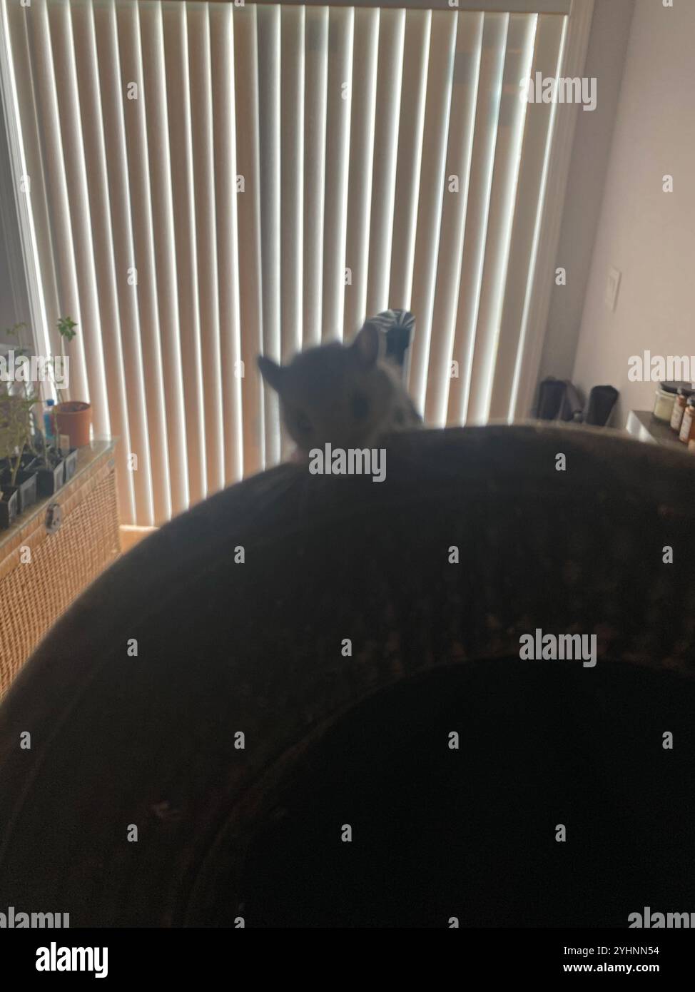 Western deer mouse hi-res stock photography and images - Alamy