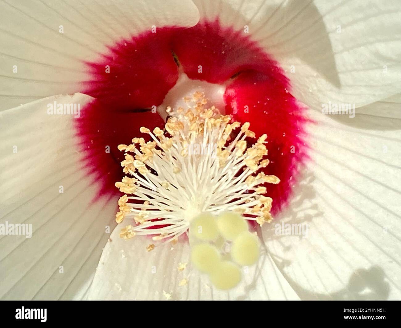 swamp rose mallow (Hibiscus moscheutos Stock Photo - Alamy