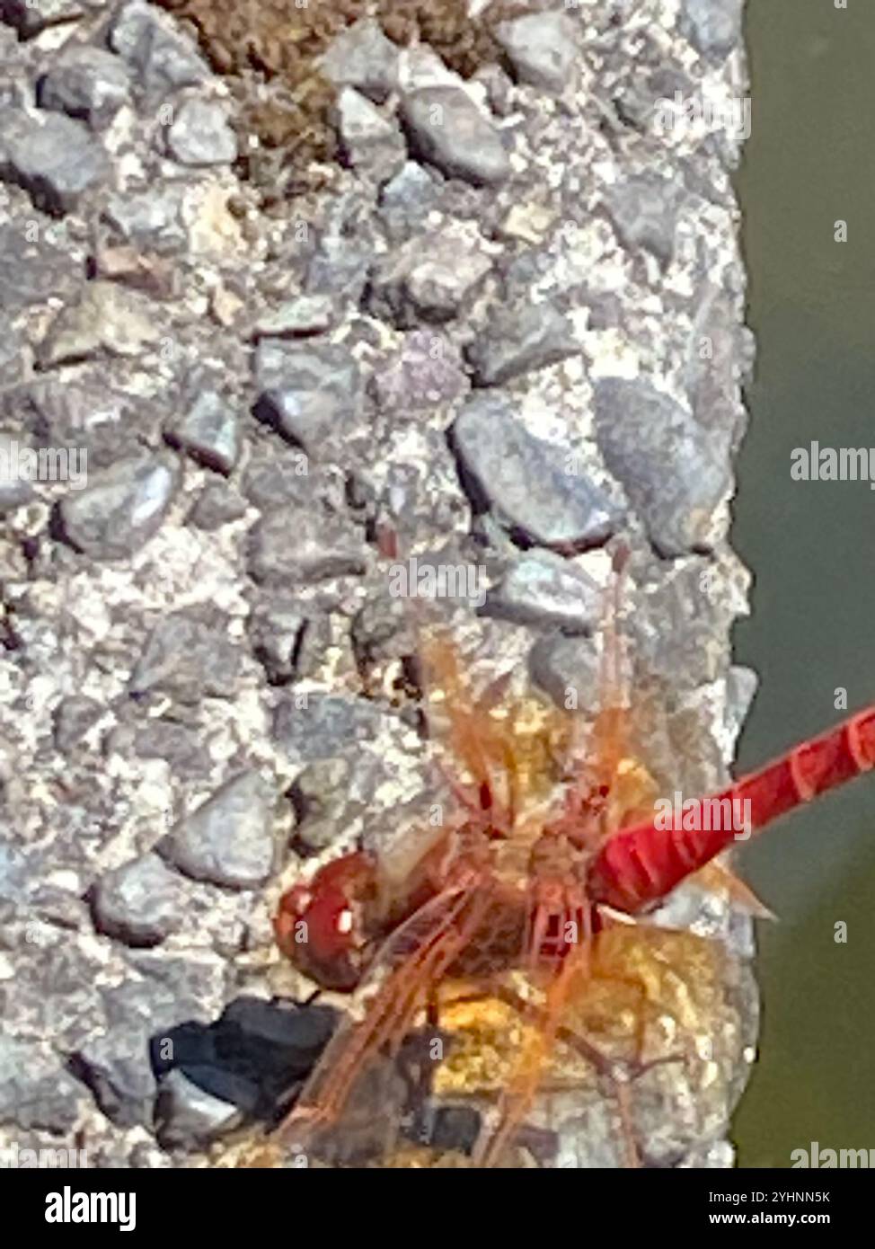 Cardinal Meadowhawk (Sympetrum illotum Stock Photo - Alamy