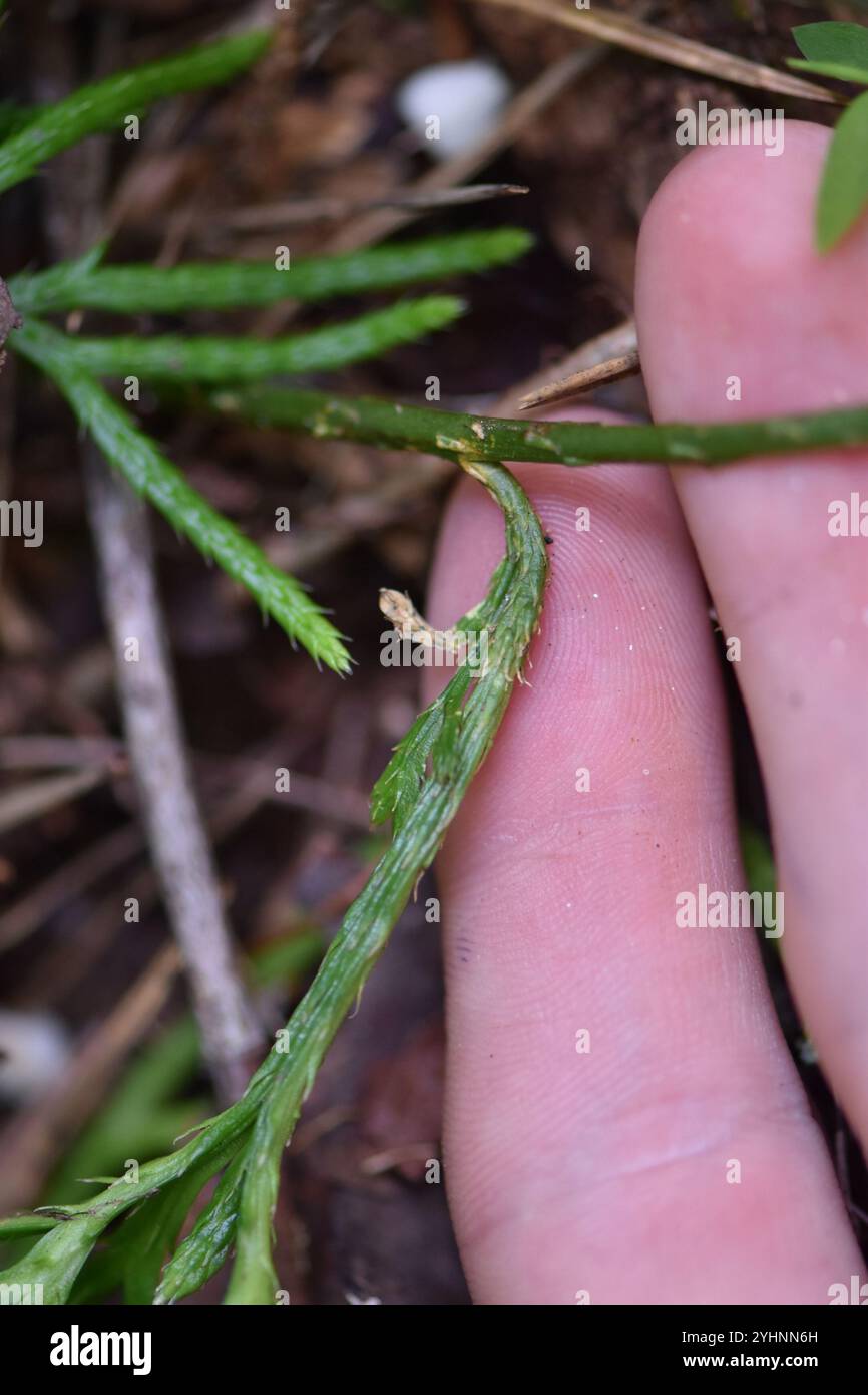 fan clubmoss (Diphasiastrum digitatum Stock Photo - Alamy