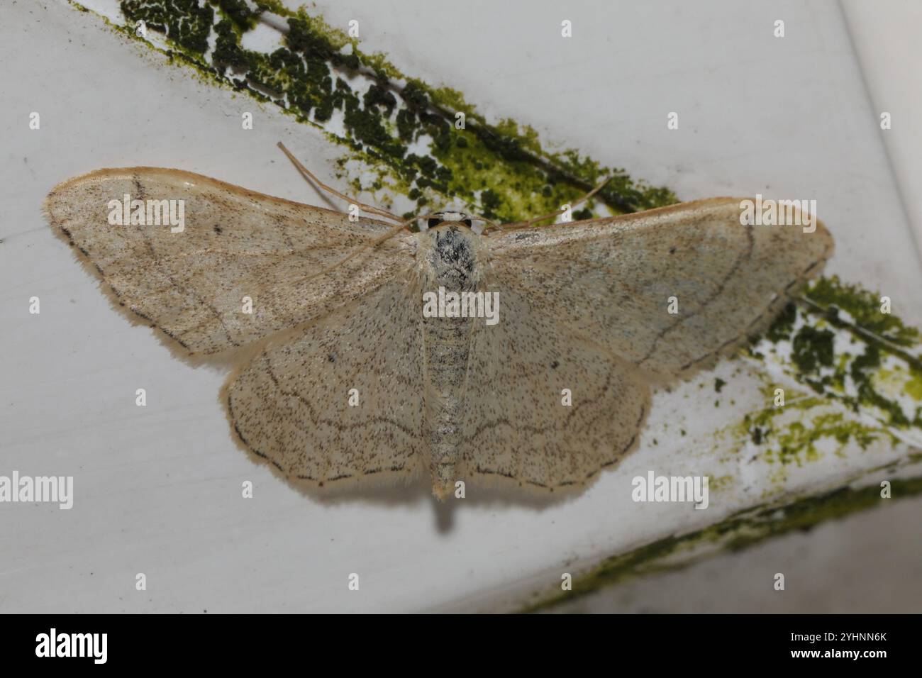 Riband Wave (Idaea aversata Stock Photo - Alamy