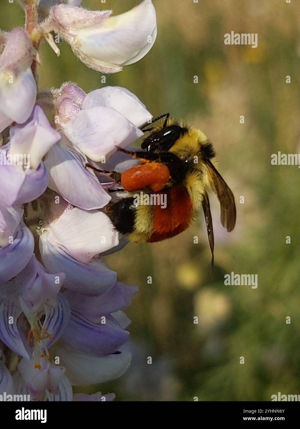 Hunt's Bumble Bee (Bombus huntii Stock Photo - Alamy